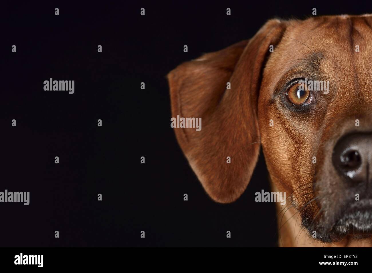 Rhodesian Ridgeback face Stock Photo - Alamy