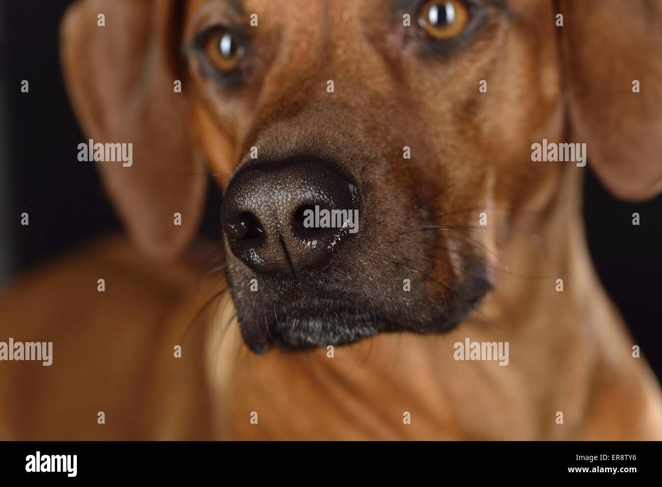 Rhodesian Ridgeback nose Stock Photo - Alamy