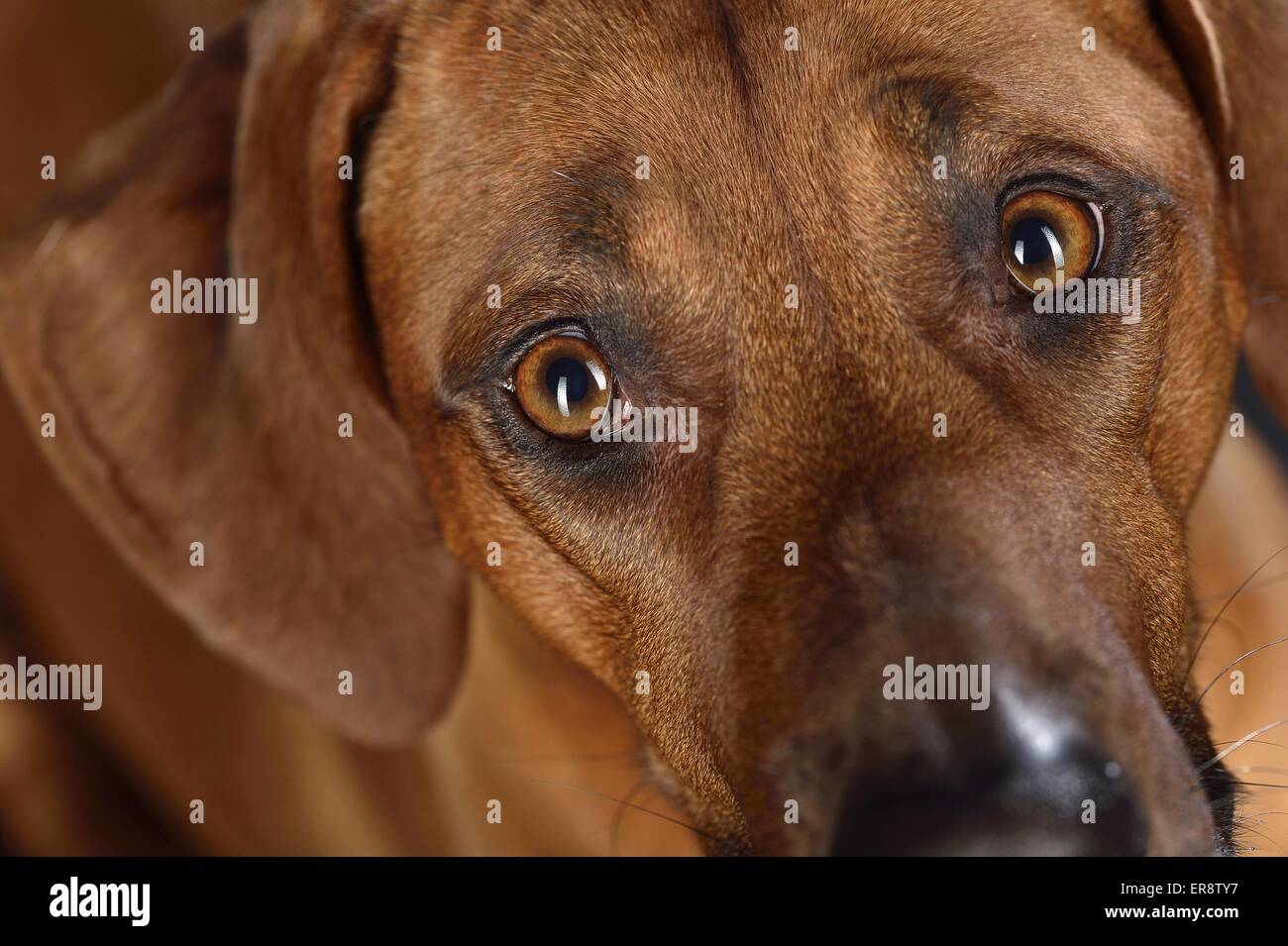 Rhodesian Ridgeback eyes Stock Photo - Alamy