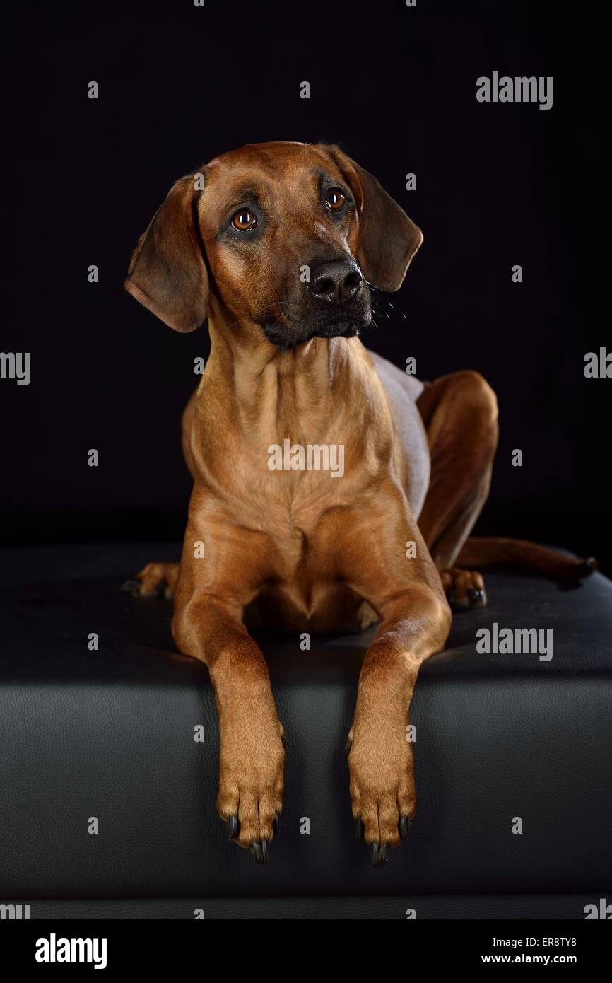 lying Rhodesian Ridgeback Stock Photo - Alamy