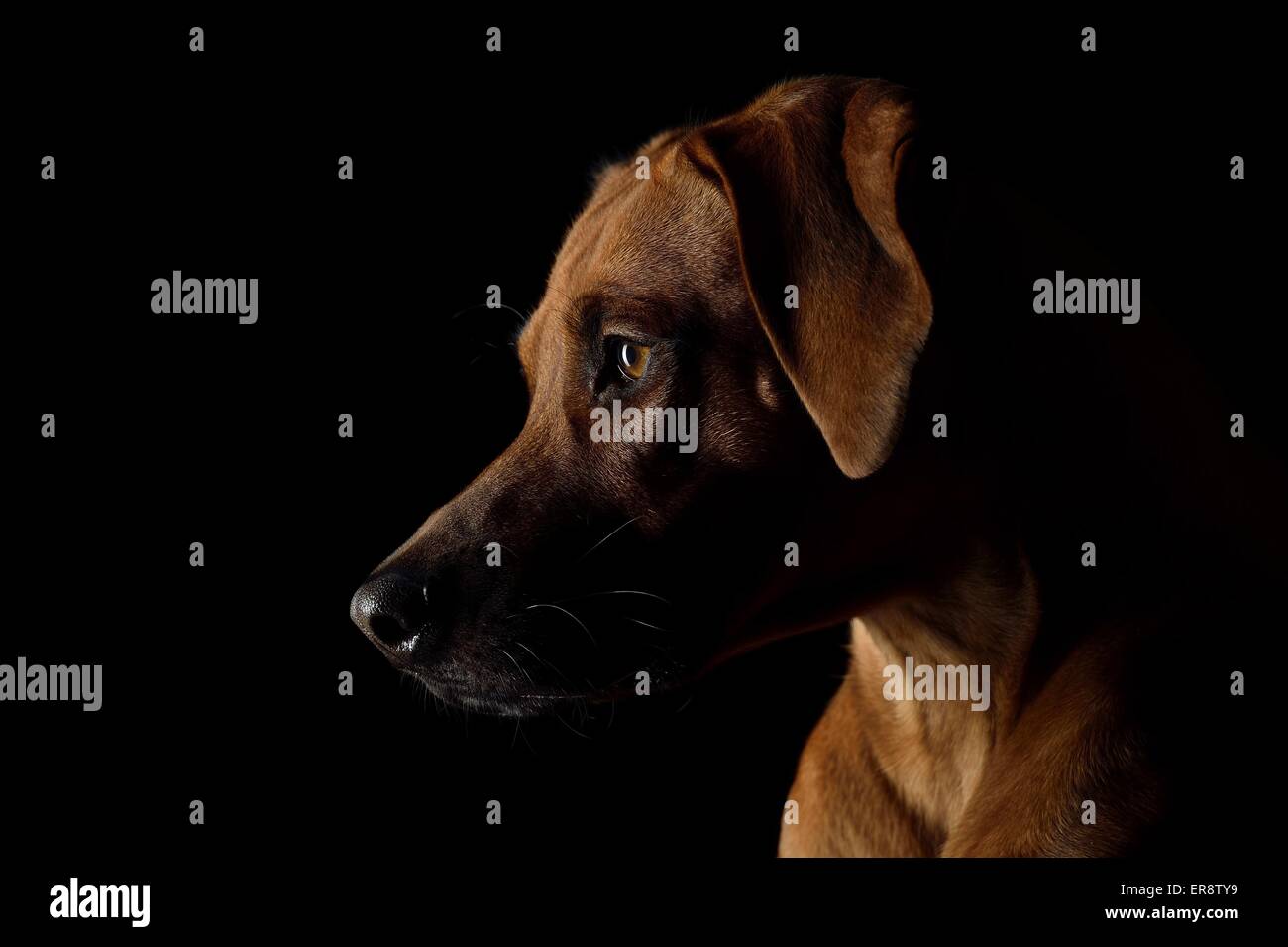 Rhodesian Ridgeback Portrait Stock Photo - Alamy