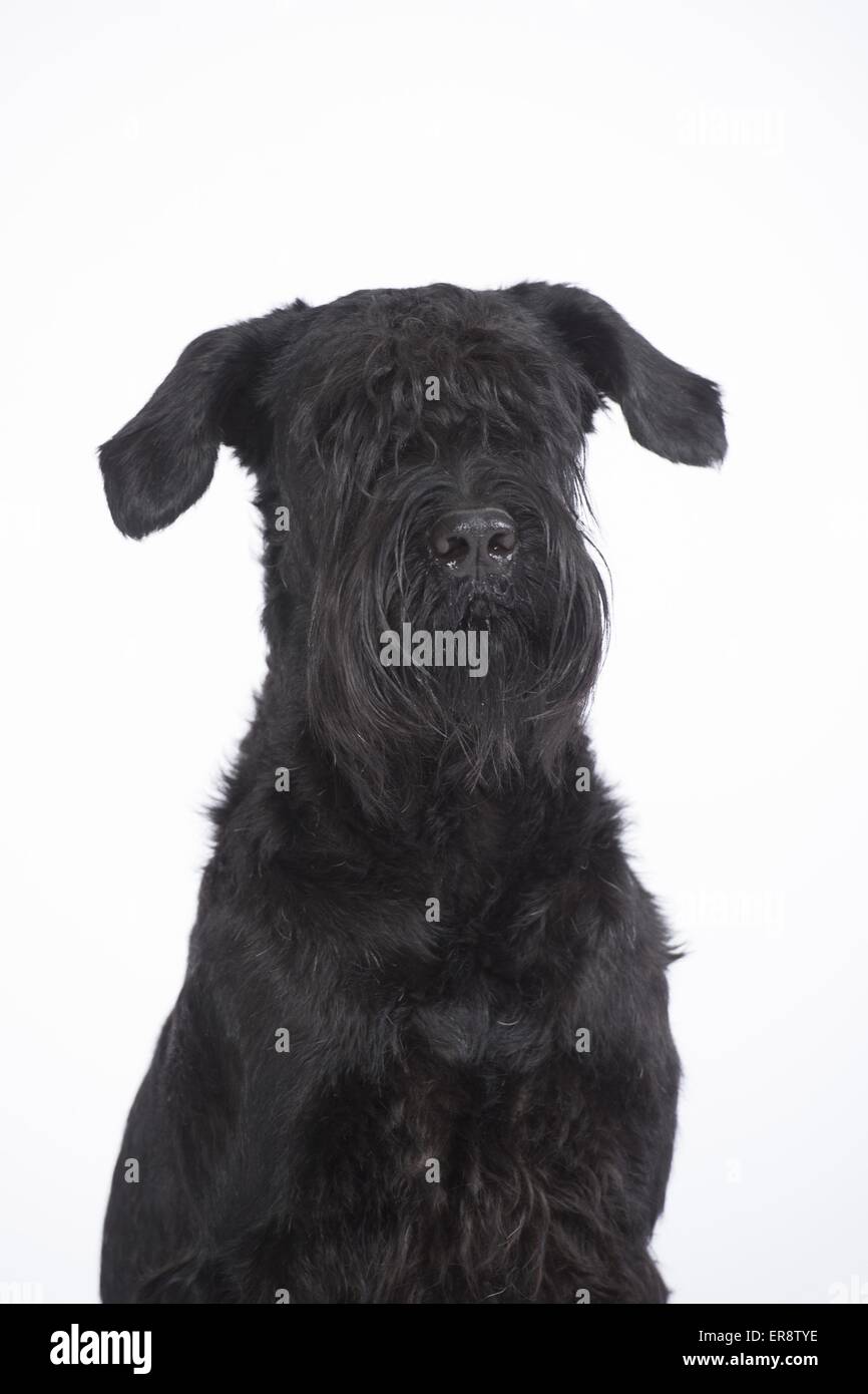 Giant Schnauzer Portrait Stock Photo - Alamy