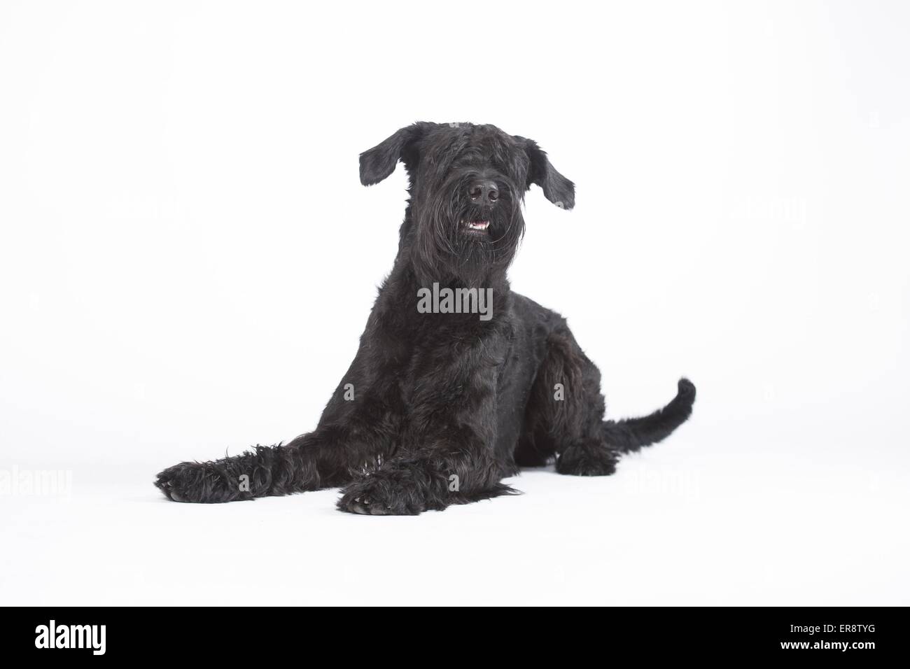Big black dog giant Cut Out Stock Images & Pictures - Alamy