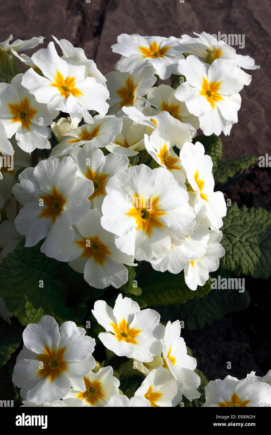 Crescendo hi-res stock photography and images - Alamy