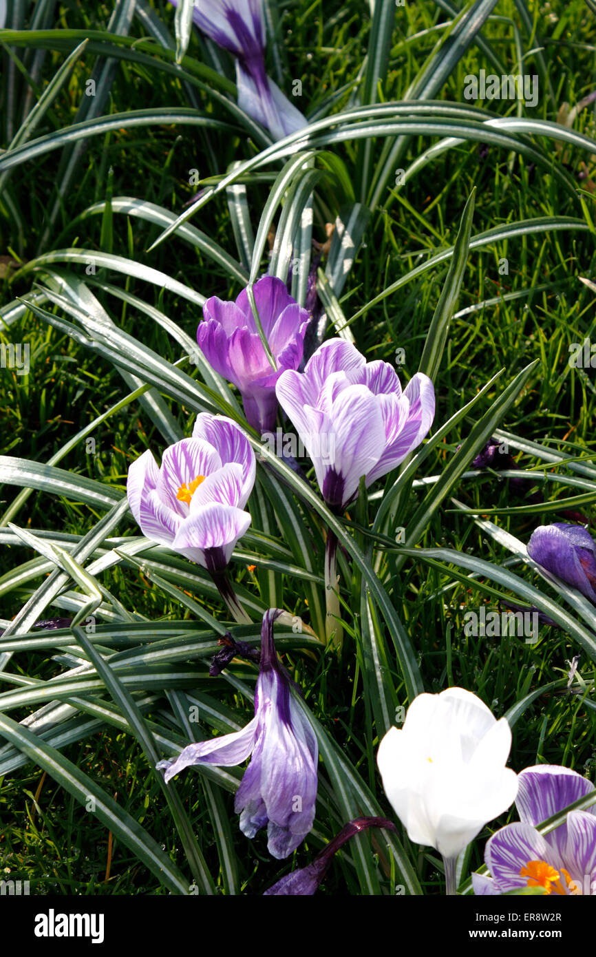 CROCUS GROWING IN GRASS Stock Photo - Alamy