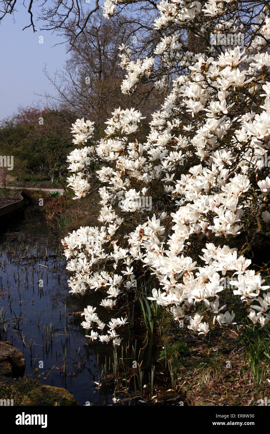 MAGNOLIA DENUDATA. LILY TREE. YULAN Stock Photo - Alamy