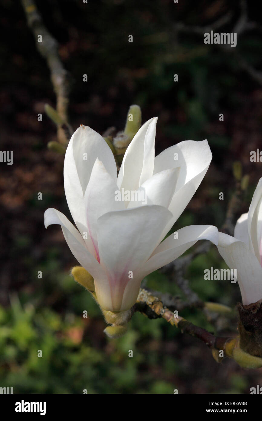 MAGNOLIA DENUDATA. LILY TREE. YULAN Stock Photo - Alamy