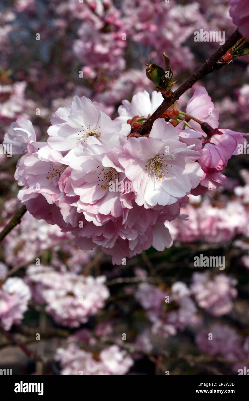 Accolade cherry tree hi-res stock photography and images - Alamy