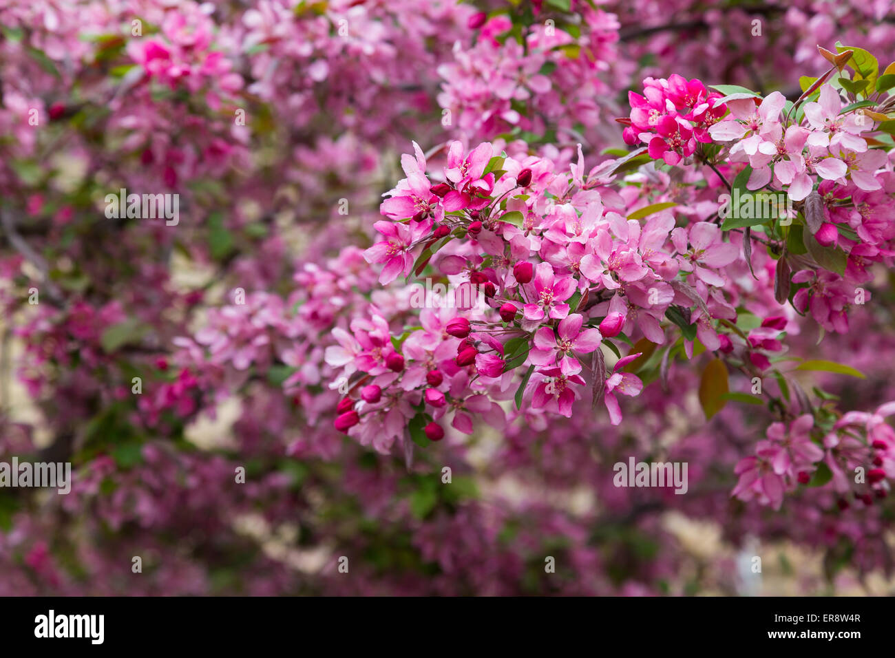 Pink crabapple tree hi-res stock photography and images - Alamy