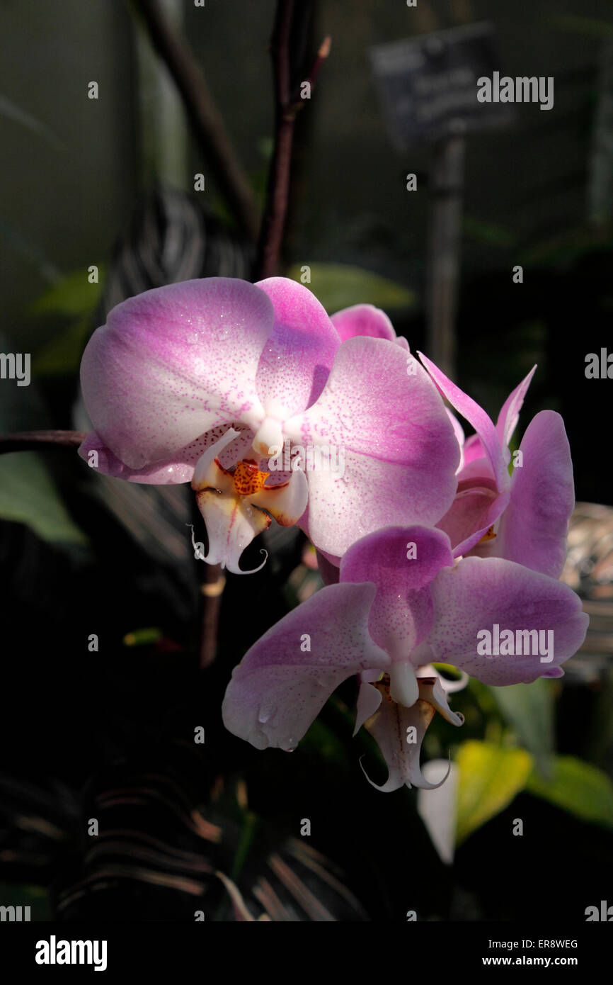 PHALAENOPSIS MOTH ORCHID Stock Photo - Alamy