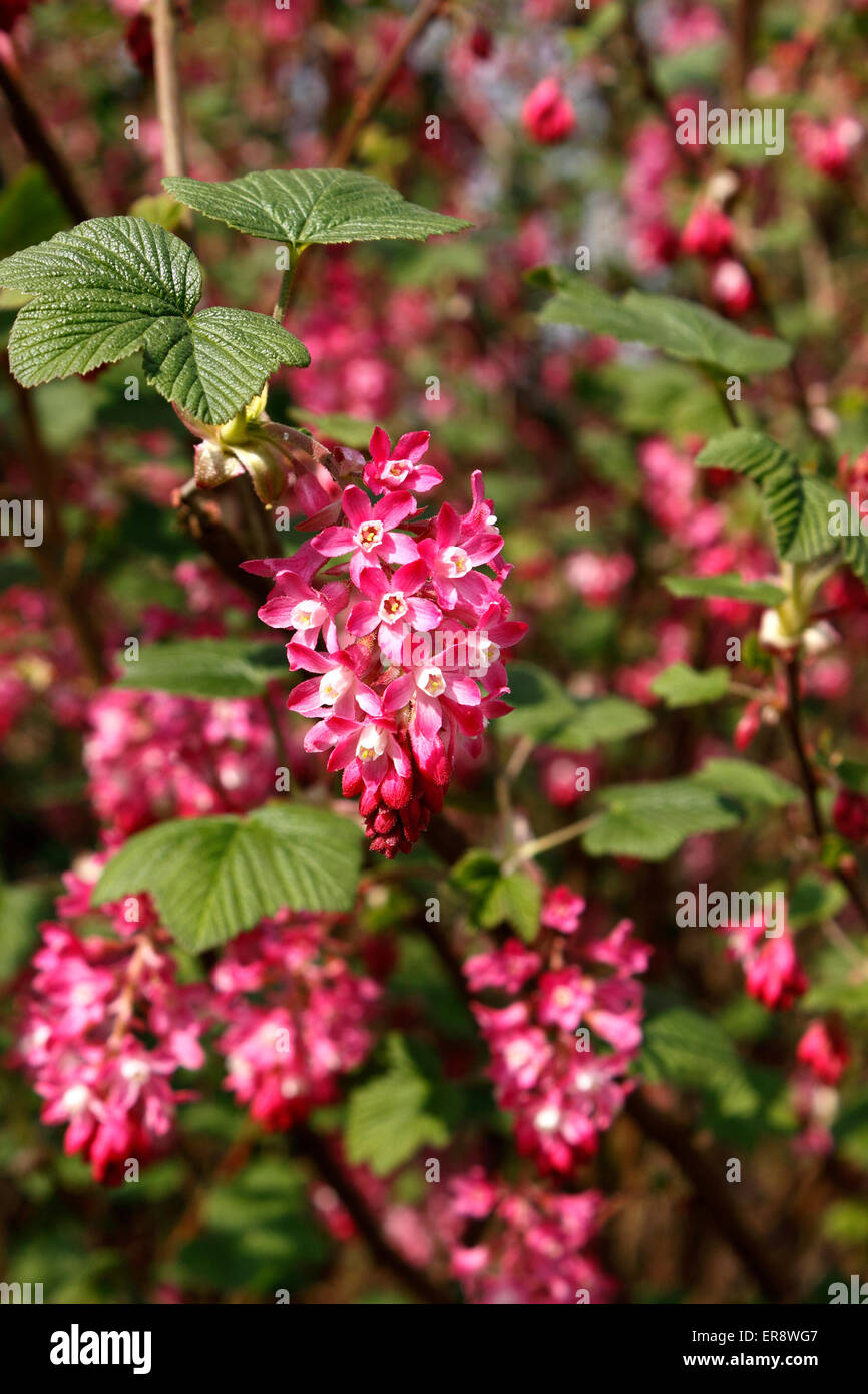 RIBES ATRORUBENS. FLOWERING CURRENT Stock Photo - Alamy
