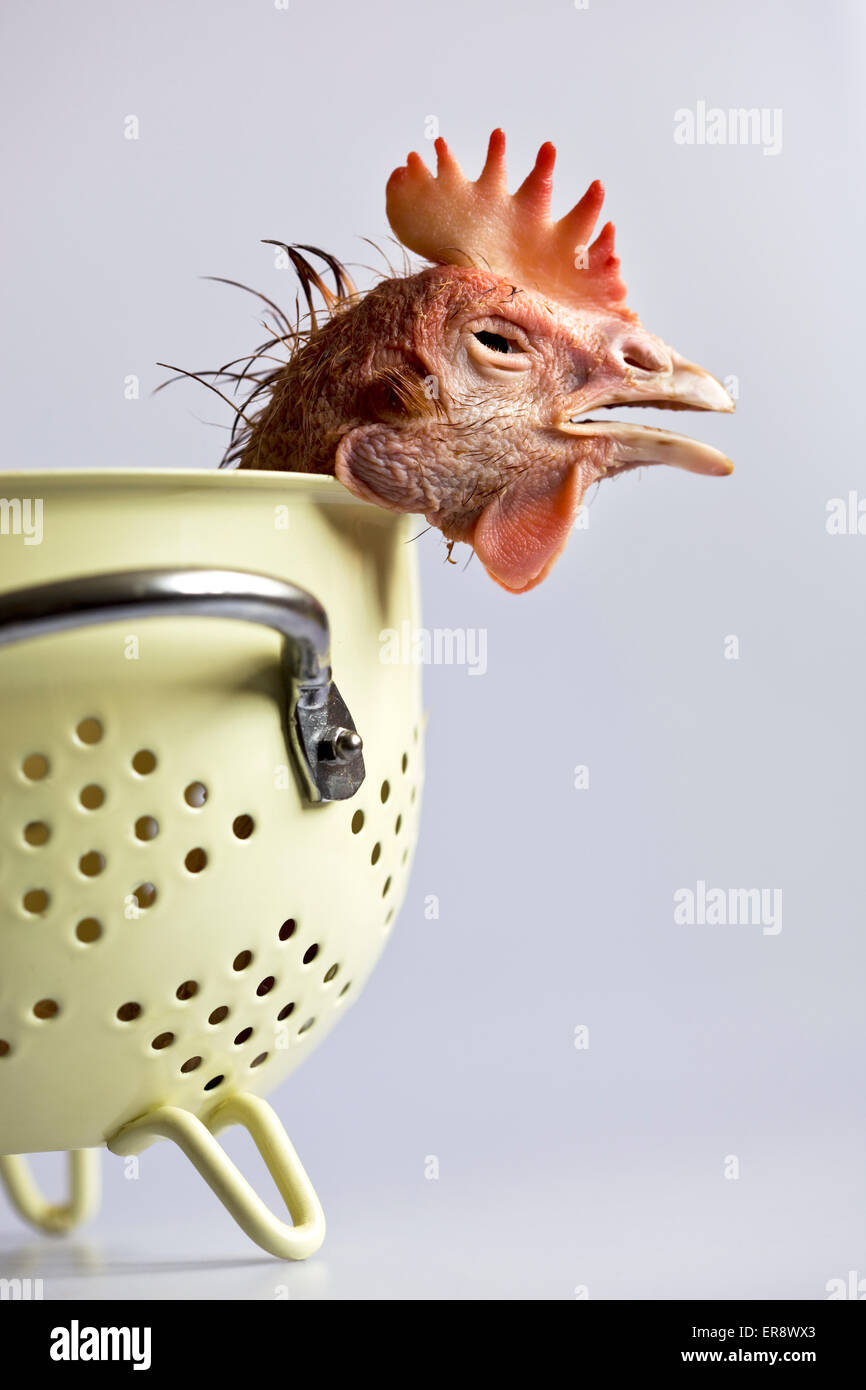 Raw Chickens Head showing Cockscomb Stock Photo - Alamy