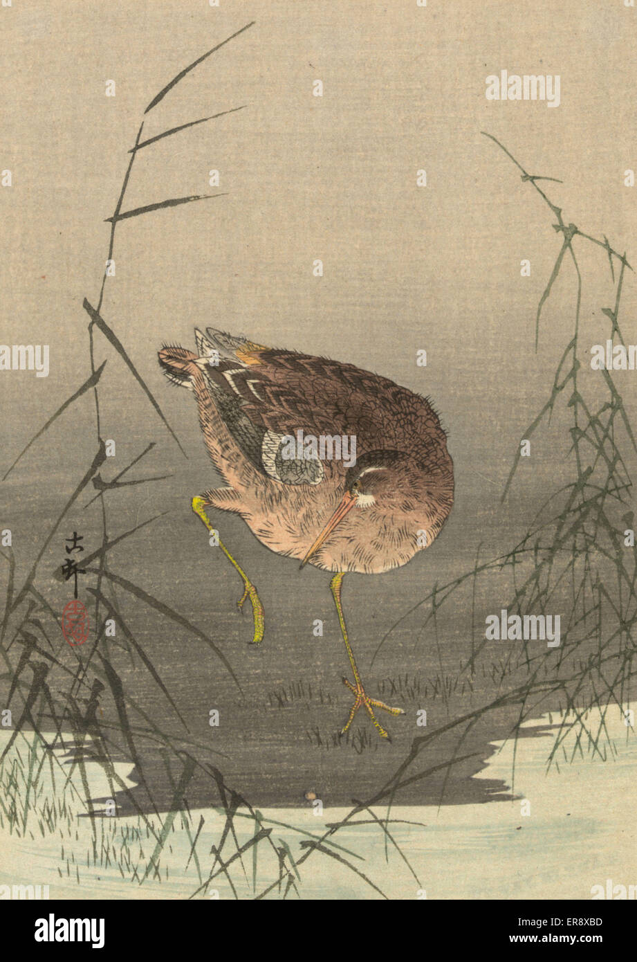 Snipe bird in reeds Stock Photo - Alamy