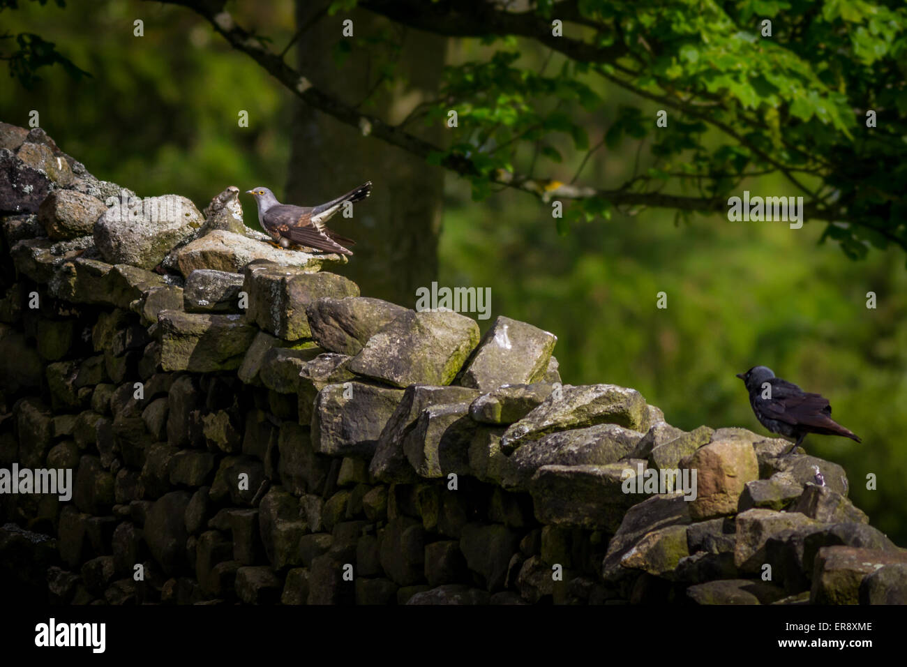 Adult cuckoo with a thrush and a jackdaw Stock Photo - Alamy