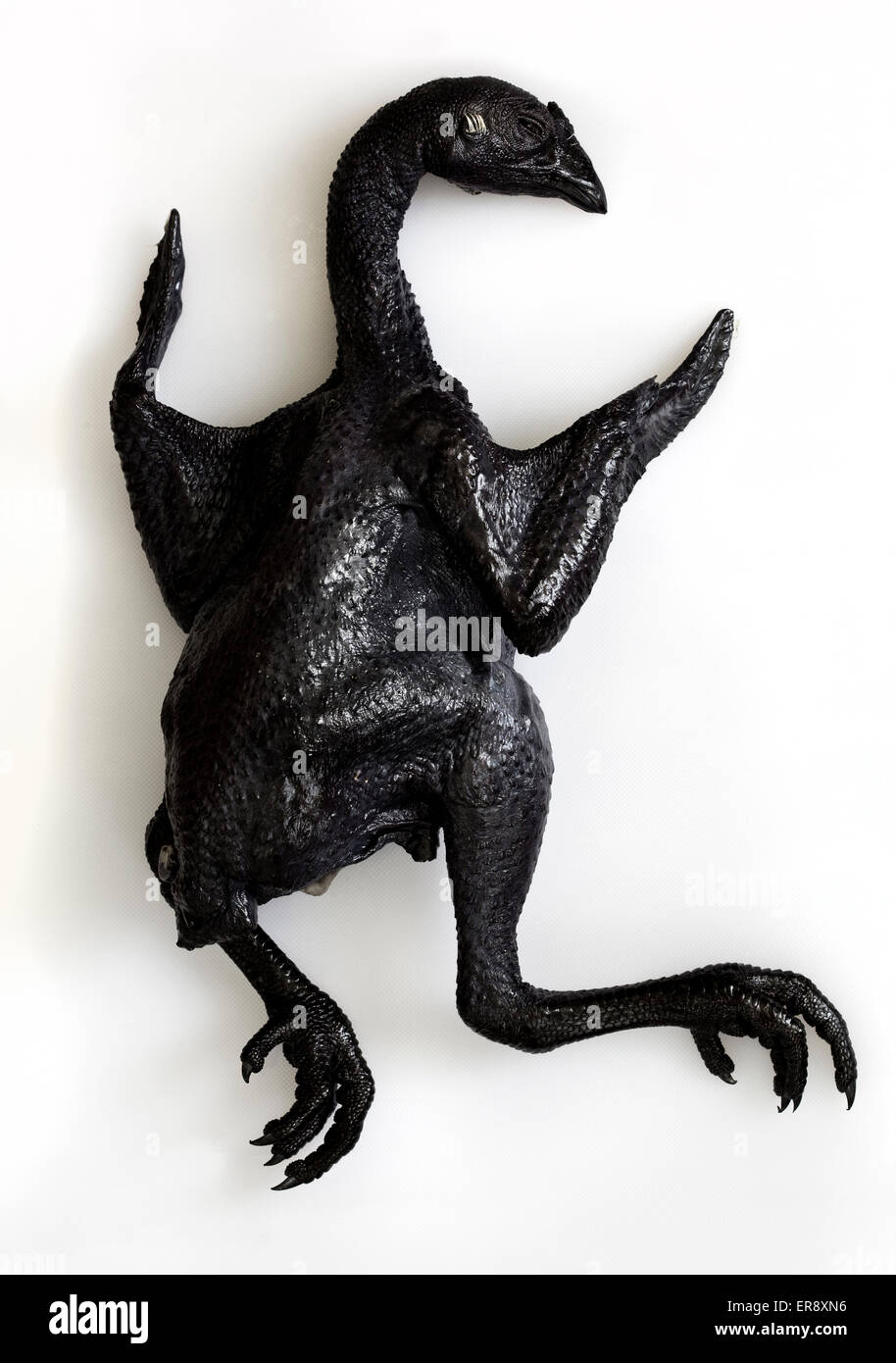 Black Fluffy Chicken