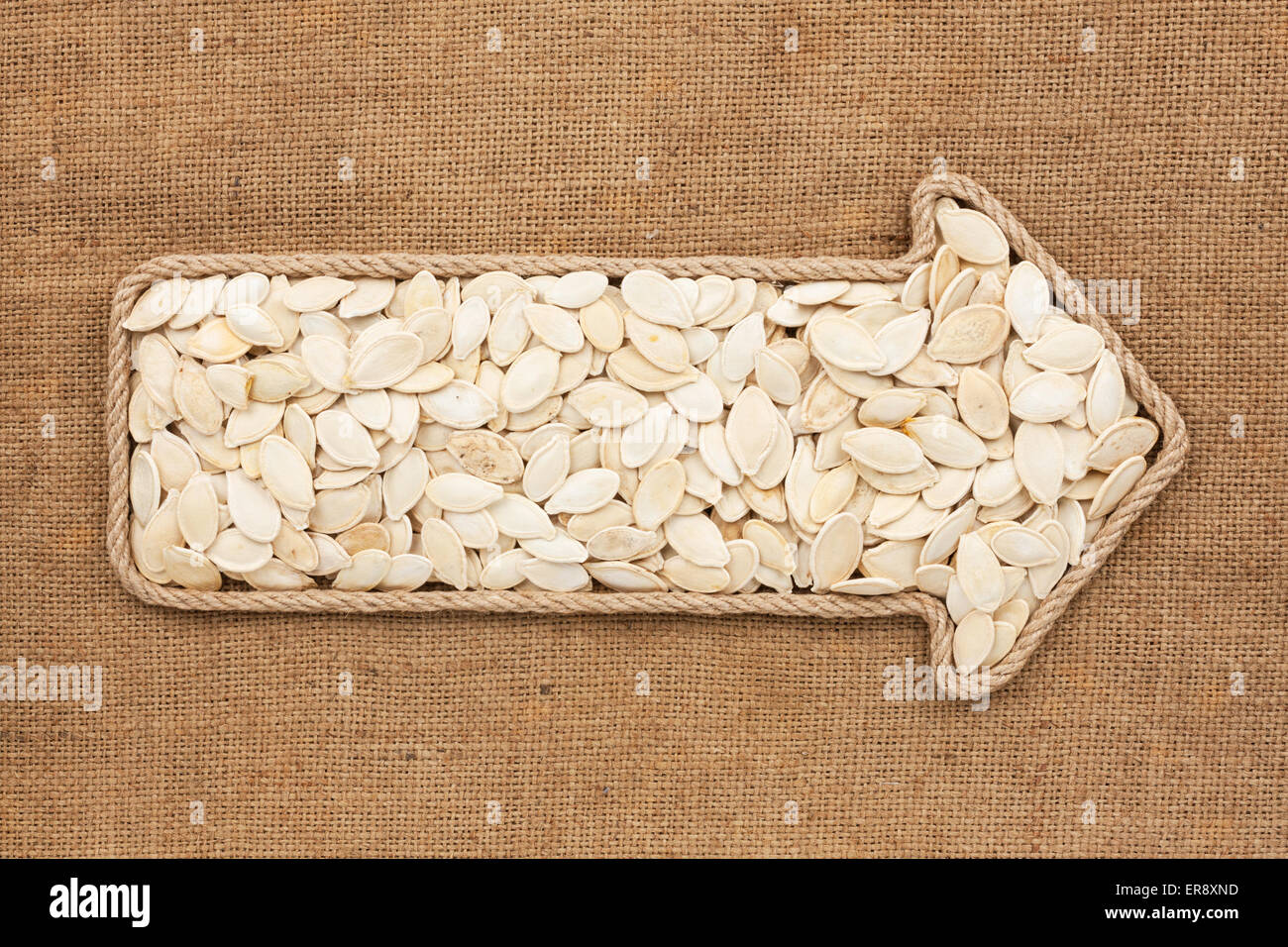 Pointer made from rope with pumpkin seeds lying on sackcloth, with ...