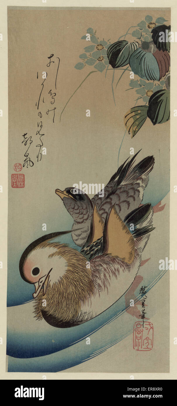 Japanese ducks hi-res stock photography and images - Alamy