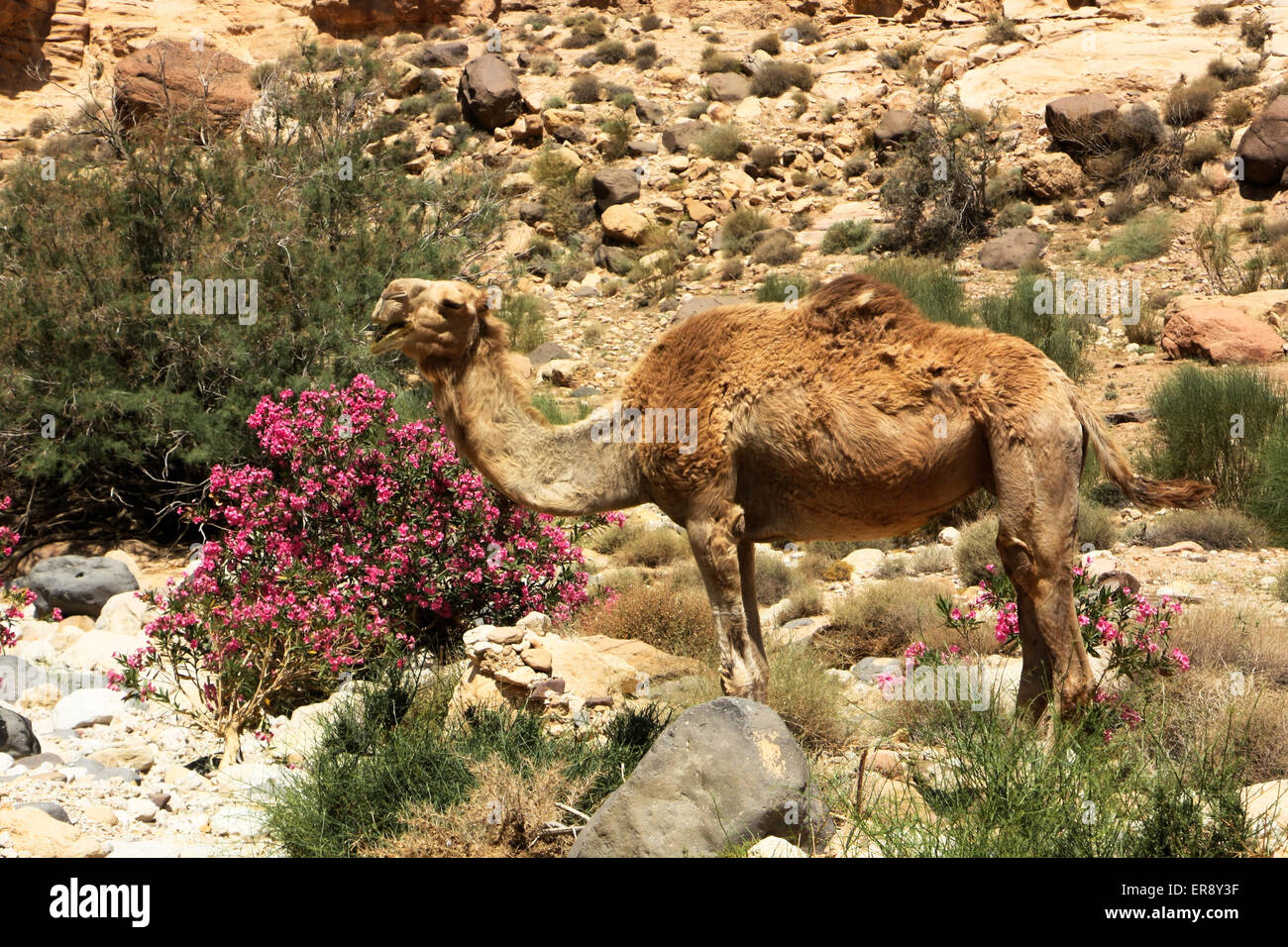 Camel eating hi-res stock photography and images - Alamy