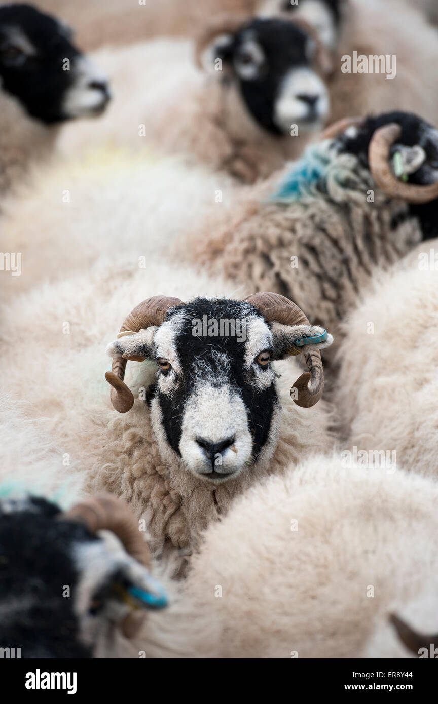 Flock of Swaledale ewes which have been with a Blue Faced Leicester ram ...