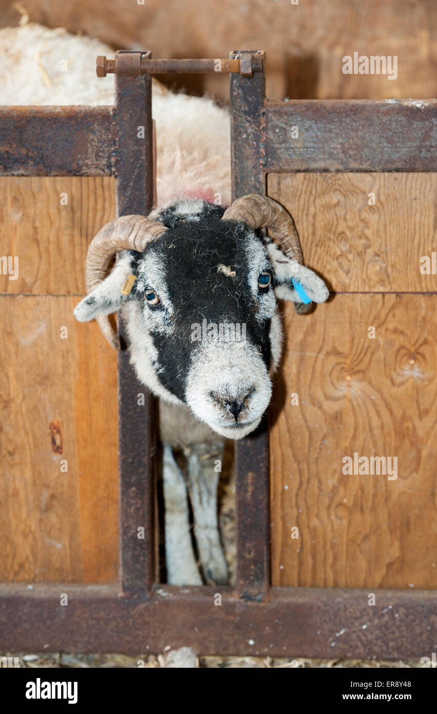 Orphan lamb hi-res stock photography and images - Alamy