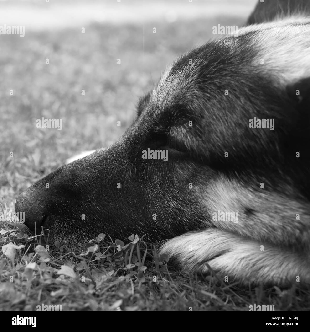 Head of a napping dog Stock Photo - Alamy