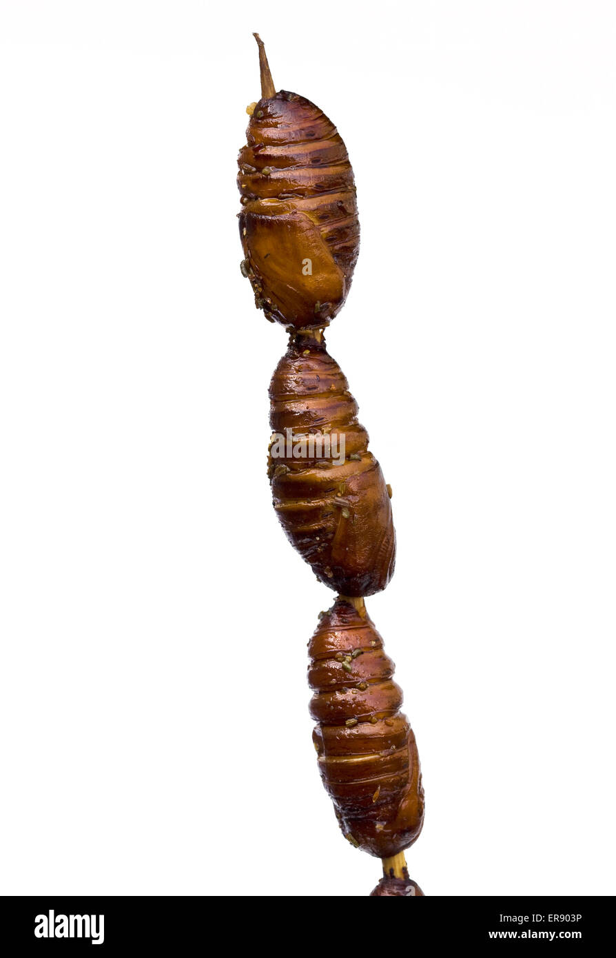 Chinese stick insects Cut Out Stock Images & Pictures - Alamy