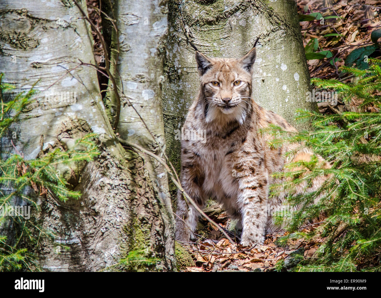 Lynx ears hi-res stock photography and images - Alamy