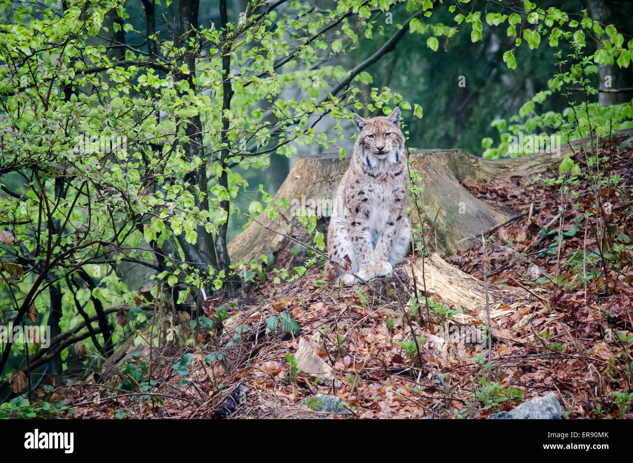 Lynx sitting by tree stump looking into the forest Stock Photo - Alamy