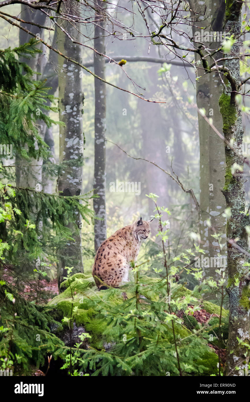 Lynx sitting on a rock in the forest Stock Photo - Alamy