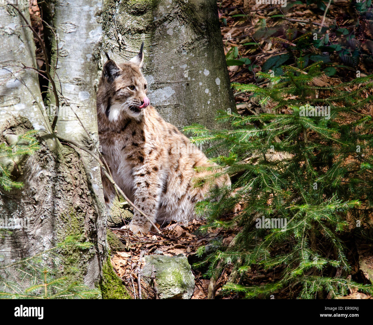 Lynx tongue hi-res stock photography and images - Alamy