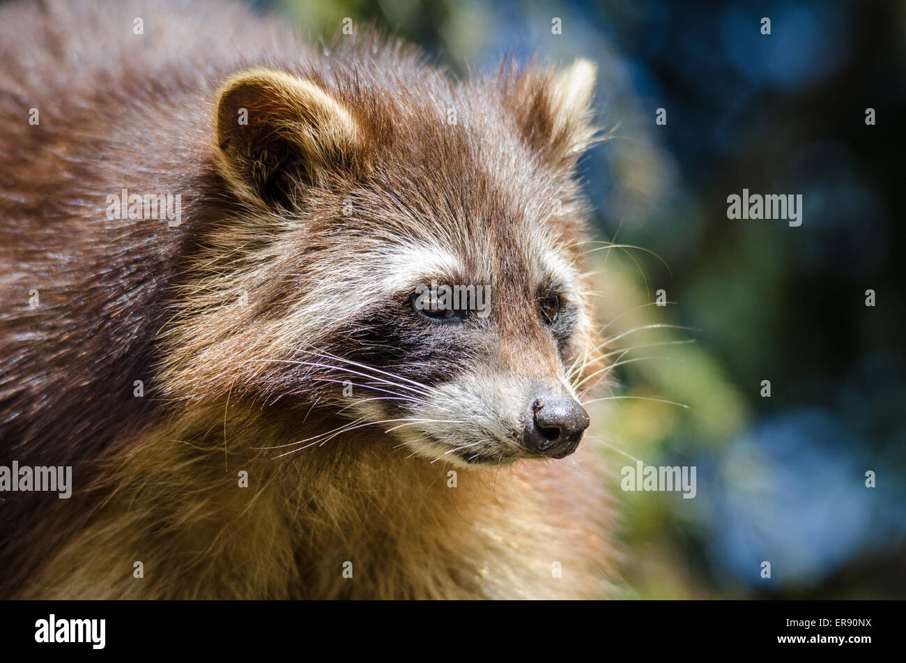 Close up raccoon hi-res stock photography and images - Alamy