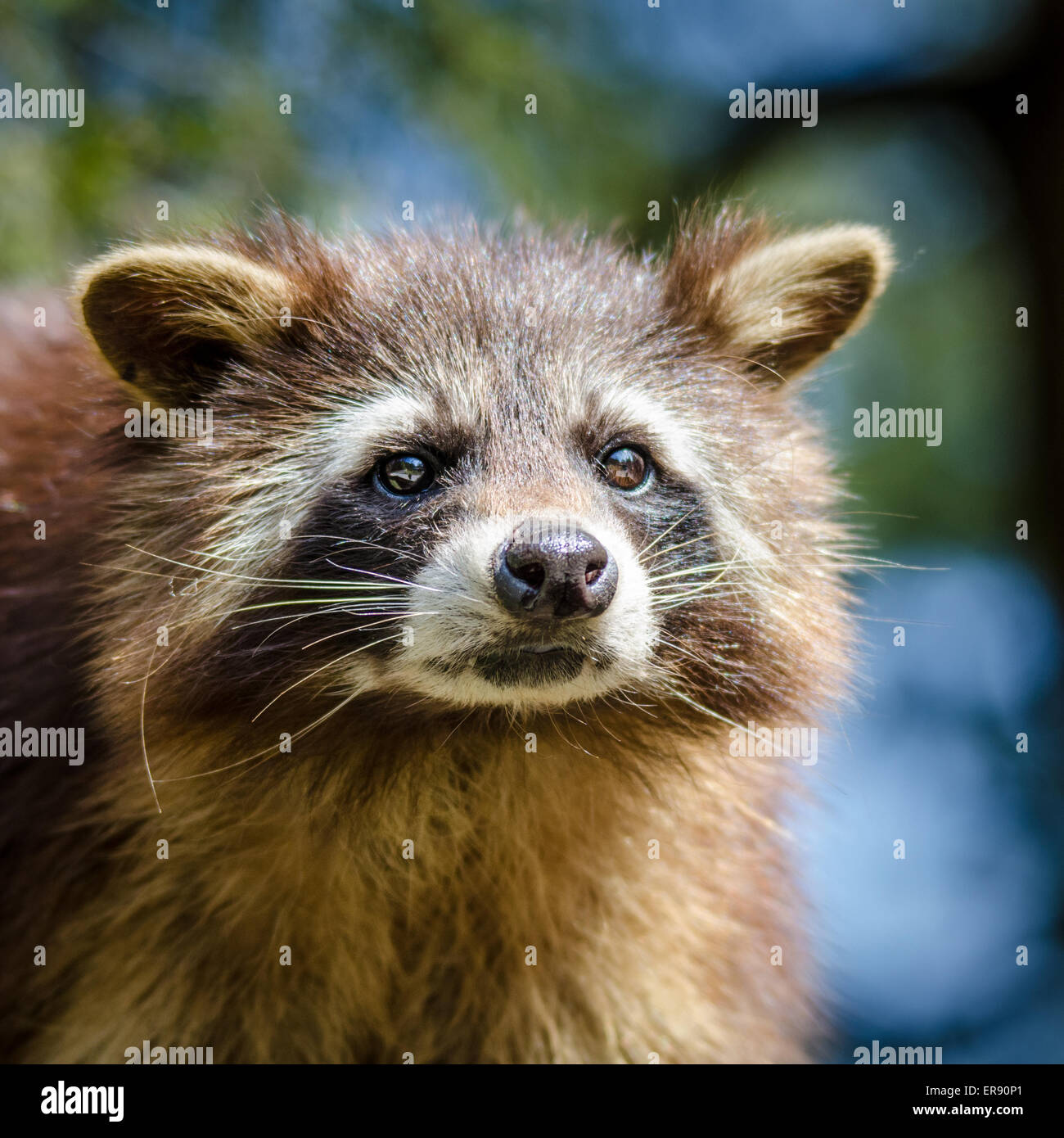 Close up raccoon hi-res stock photography and images - Alamy