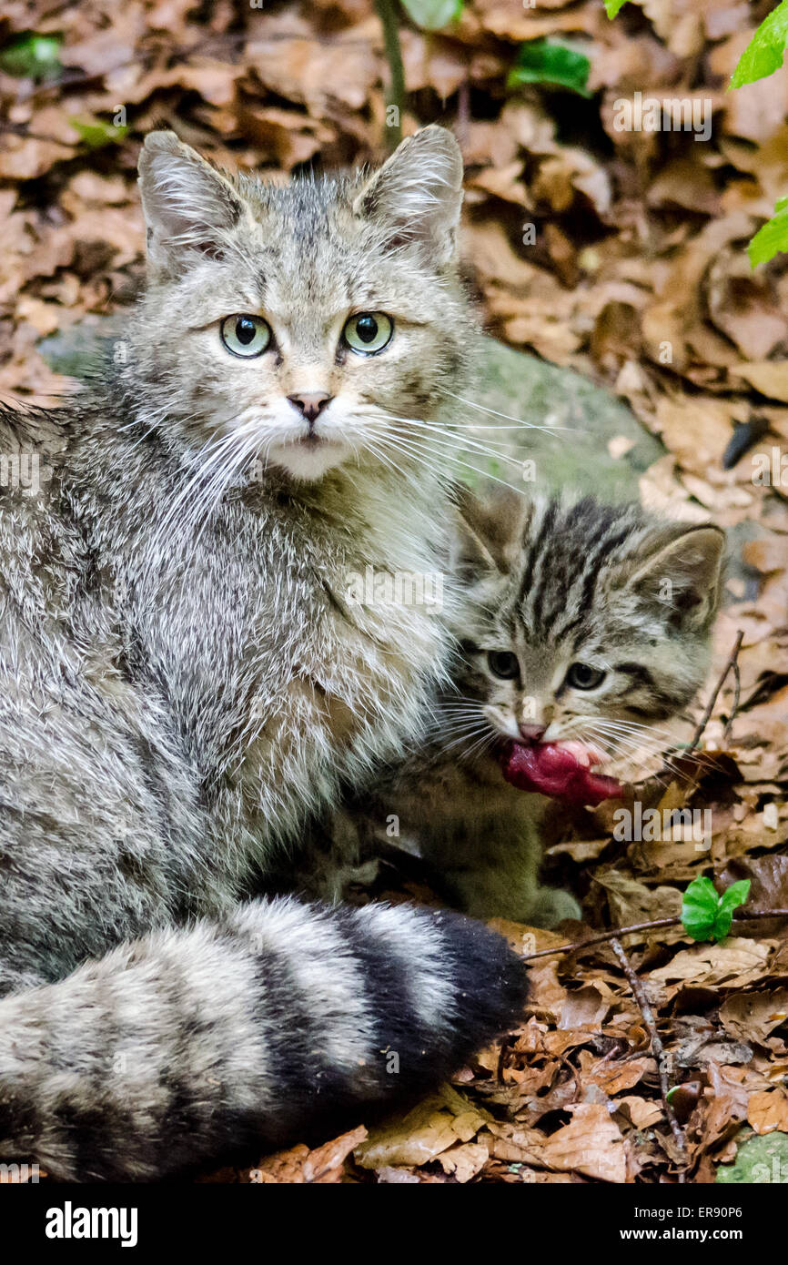 Wild Cat Female With Kittens Eating Meat Stock Photo - Alamy