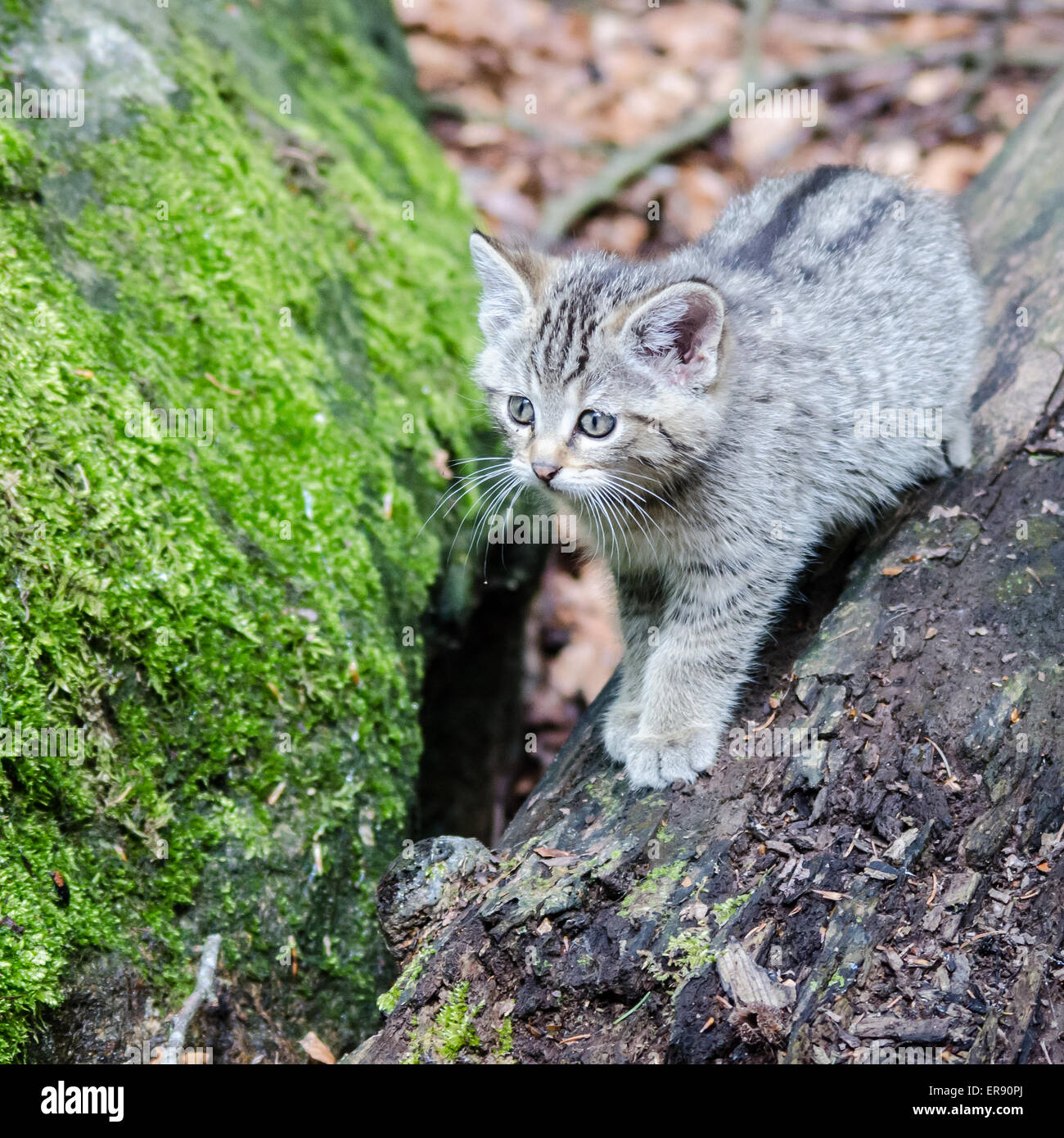 Wild Cat Kitten Playing on a Log Stock Photo - Alamy