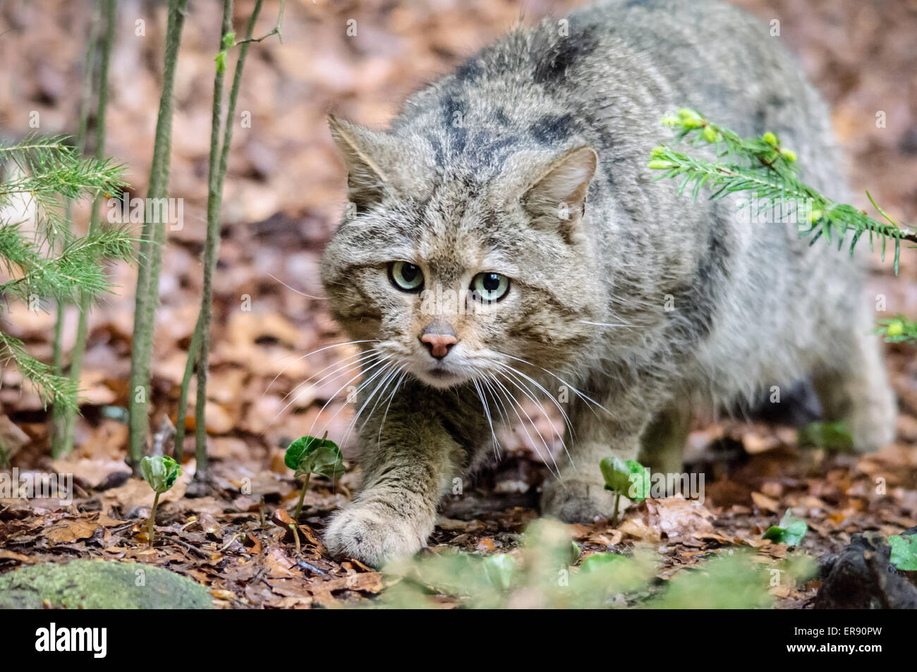 Wild Cat Male Stalking Prey Stock Photo - Alamy