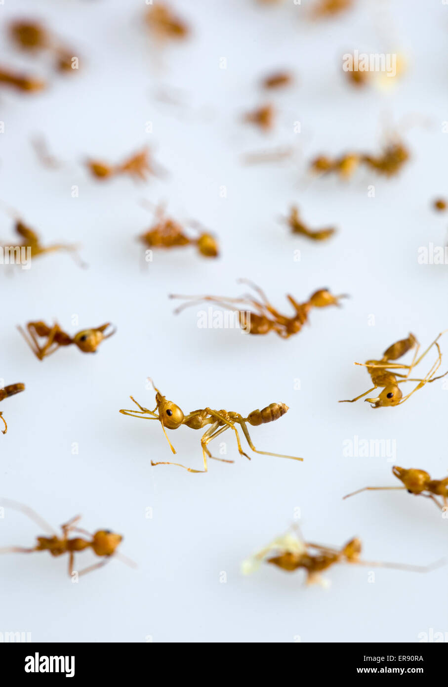 Cooked or Fried Weaver Ants - a delicacy in Thailand Stock Photo - Alamy