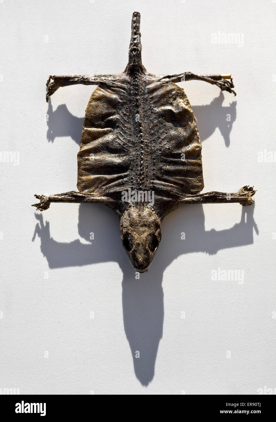 Dried Lizard Stock Photos & Dried Lizard Stock Images - Alamy