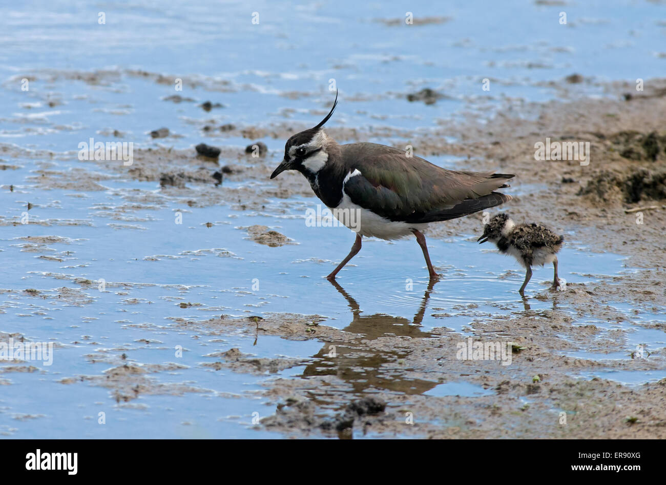 Baby Lapwing High Resolution Stock Photography and Images - Alamy