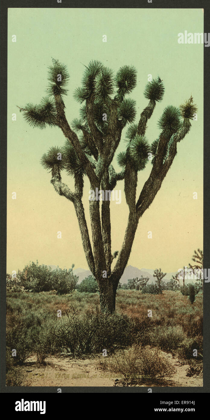 Yucca cactus at Hesperia, California Stock Photo - Alamy