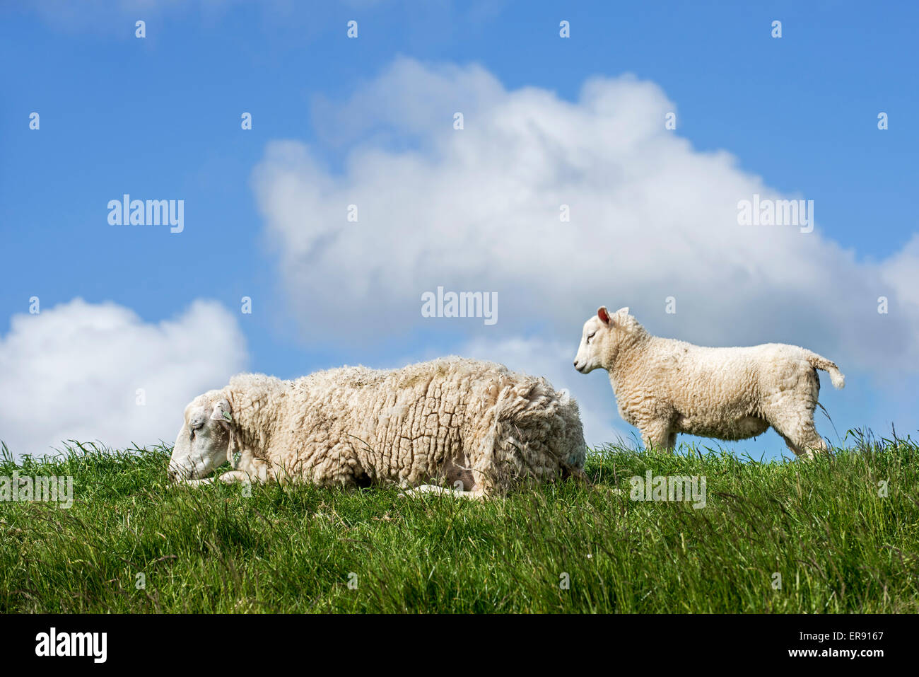 Texel sheep / Texelaar ewe with lamb in meadow on the island of Texel ...