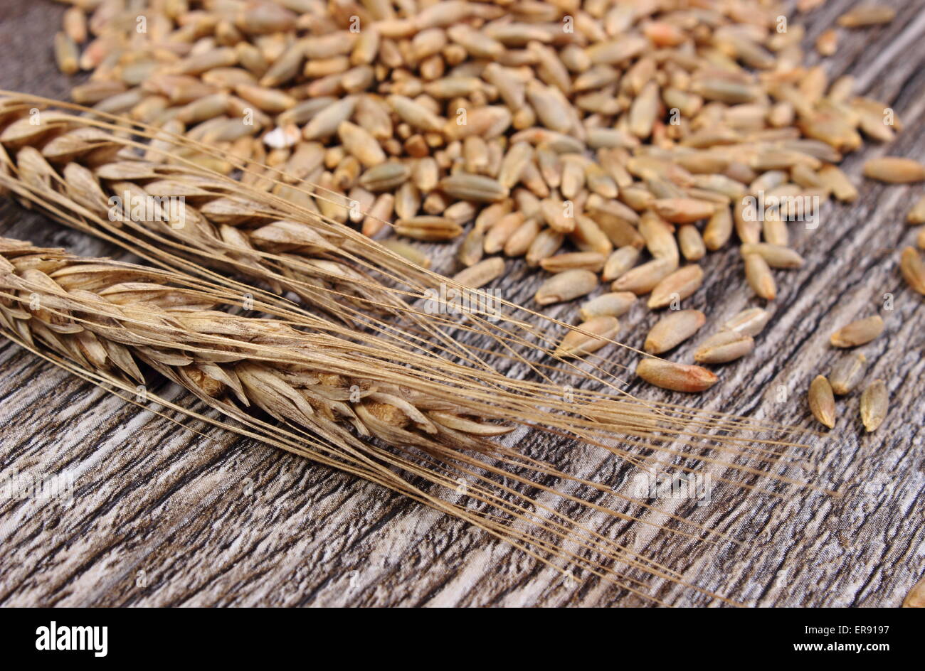 Heap of organic whole rye grain and ears of rye lying on wooden ...