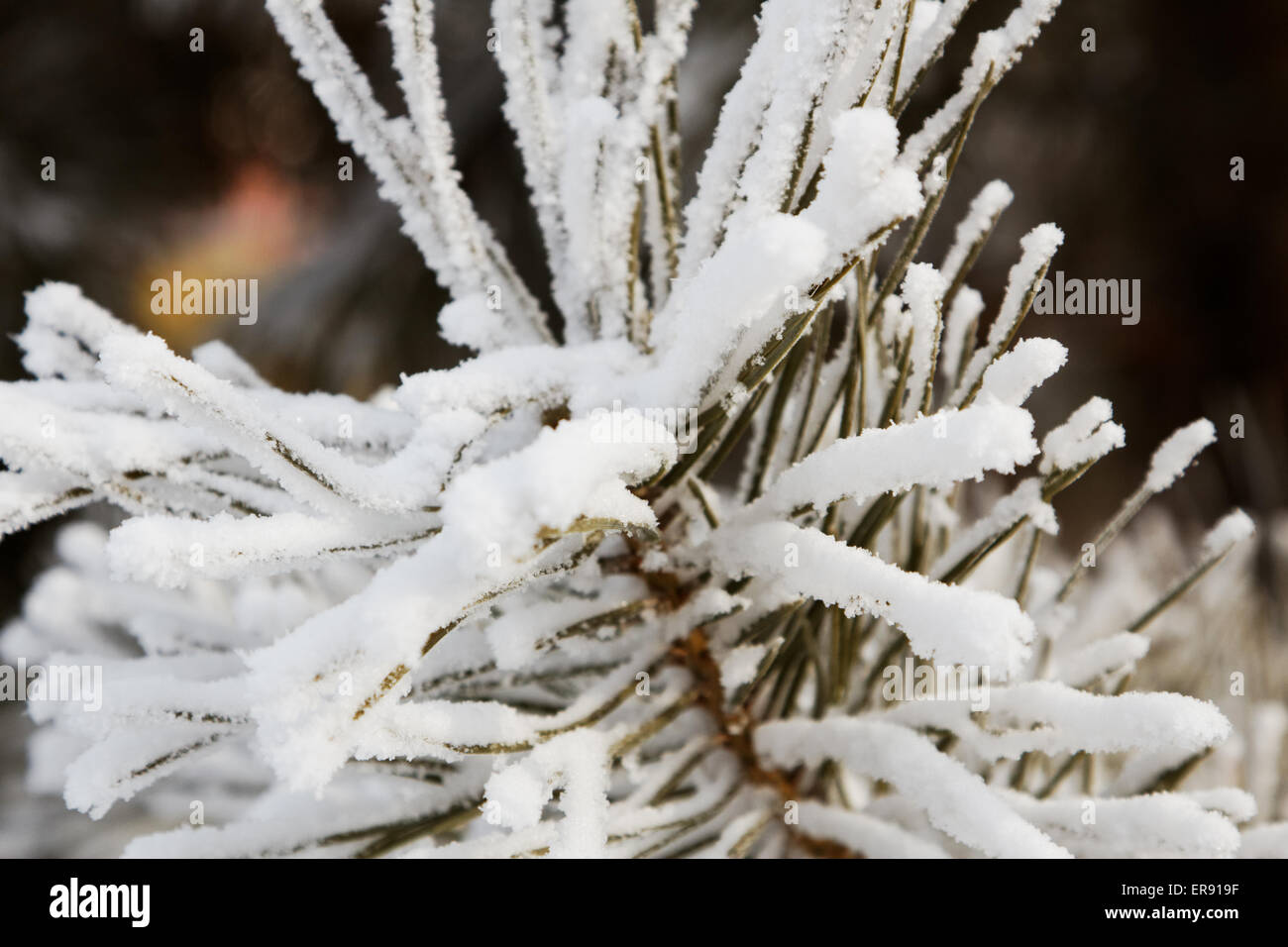 Close up snow on stem hi-res stock photography and images - Alamy