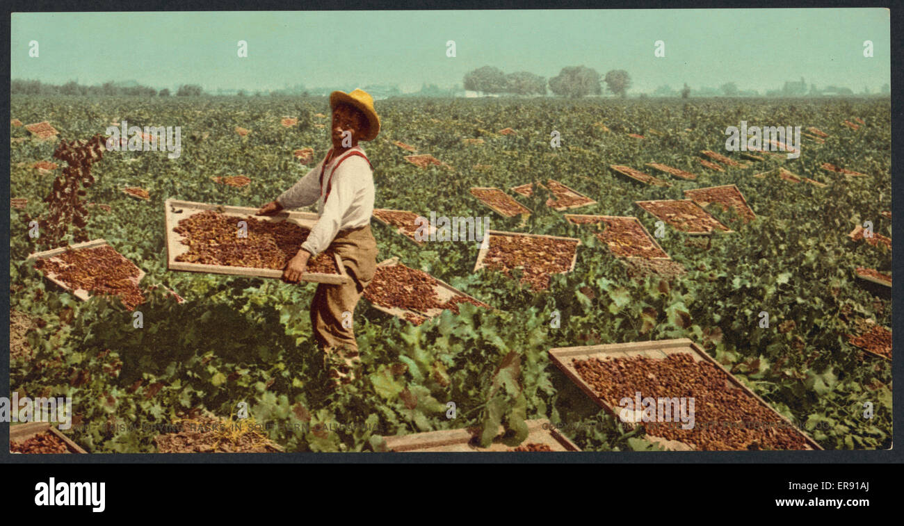 Raisin drying racks in Southern California Stock Photo - Alamy