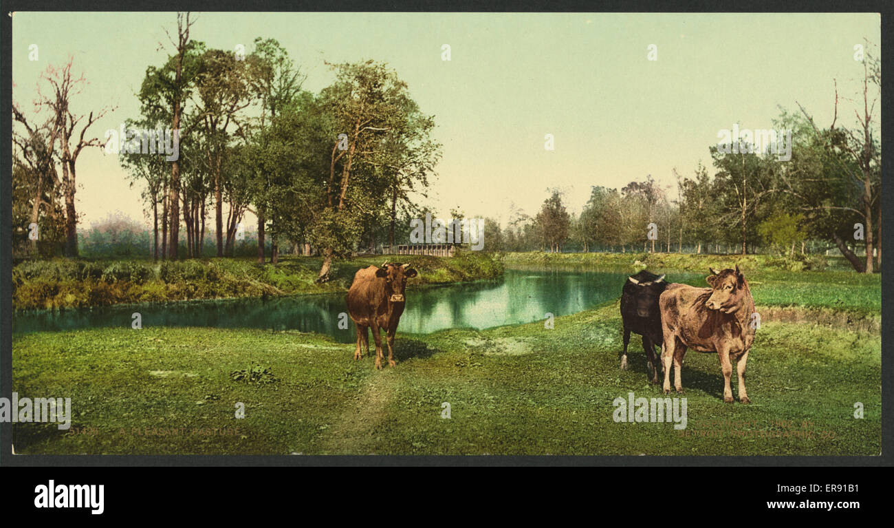 A pleasant pasture Stock Photo - Alamy