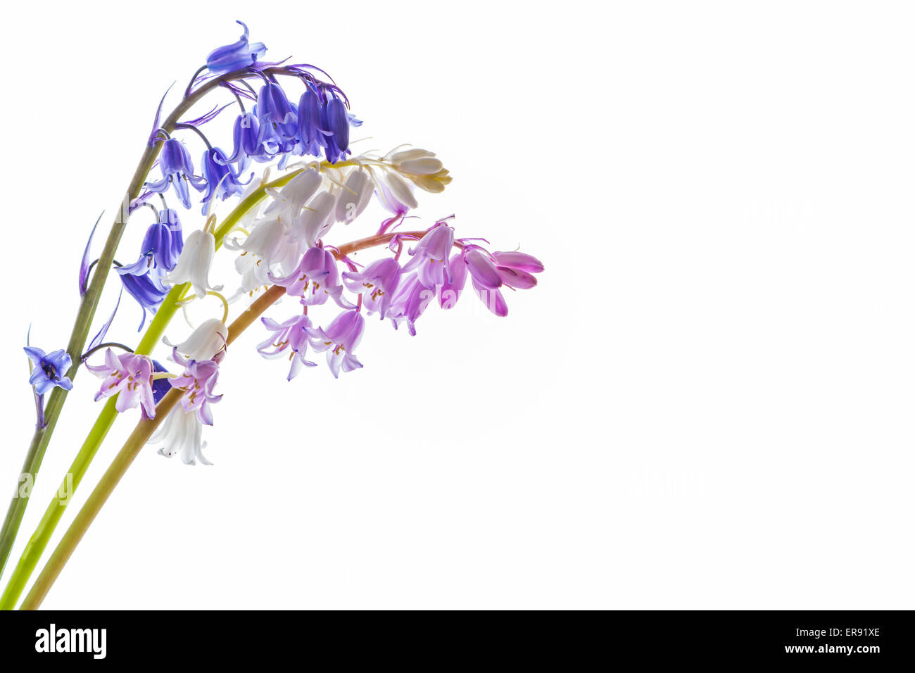 There varieties of Spring Bells Stock Photo - Alamy