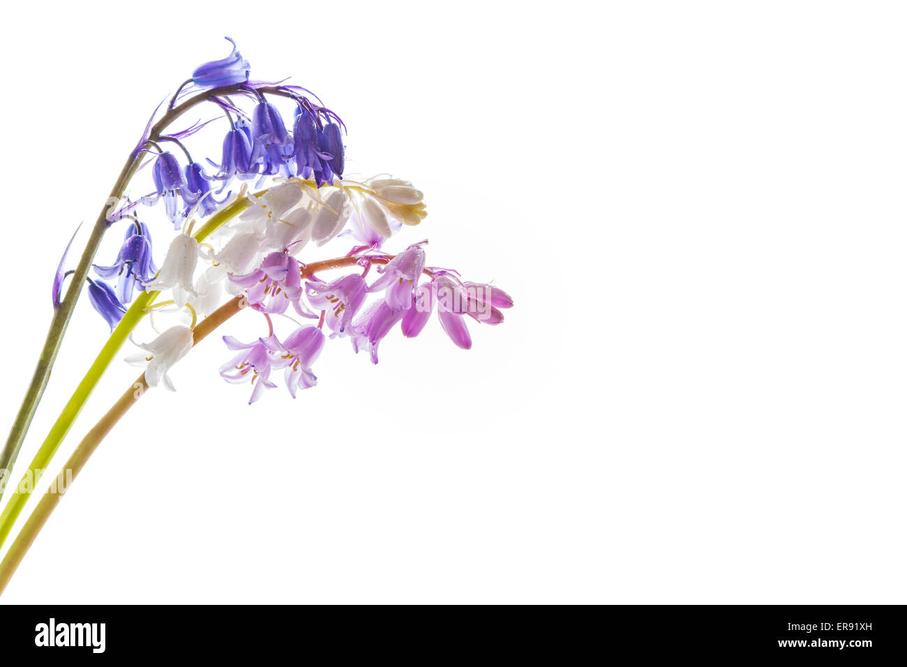 Three varieties of Spring Bells Stock Photo - Alamy