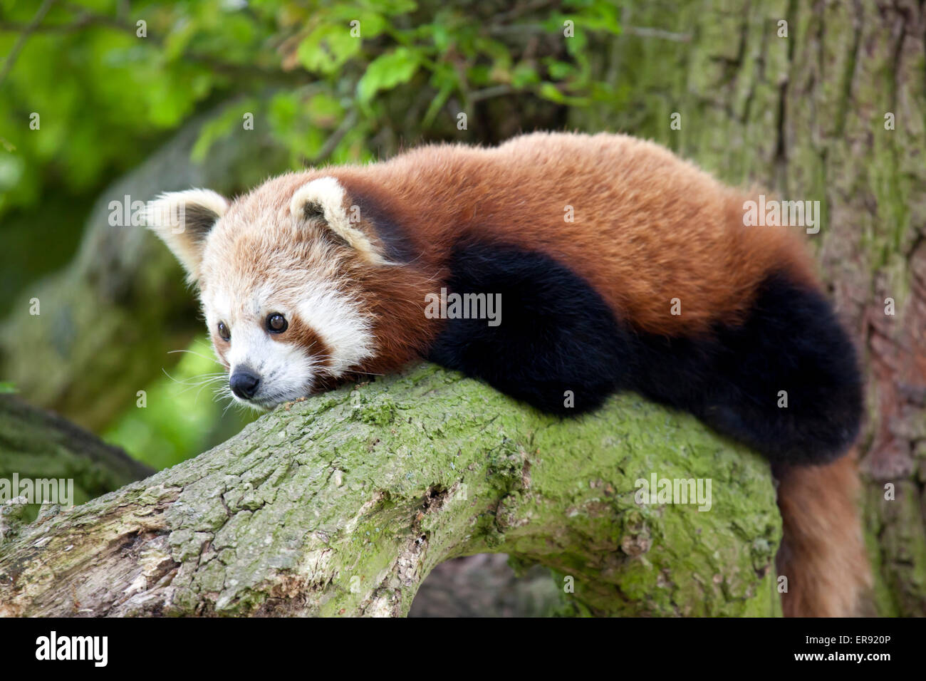 A Red Panda sitting on a tree branch Stock Photo - Alamy