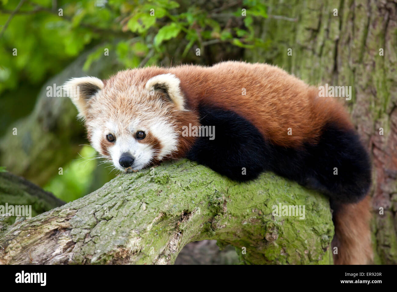 A Red Panda sitting on a tree branch Stock Photo - Alamy