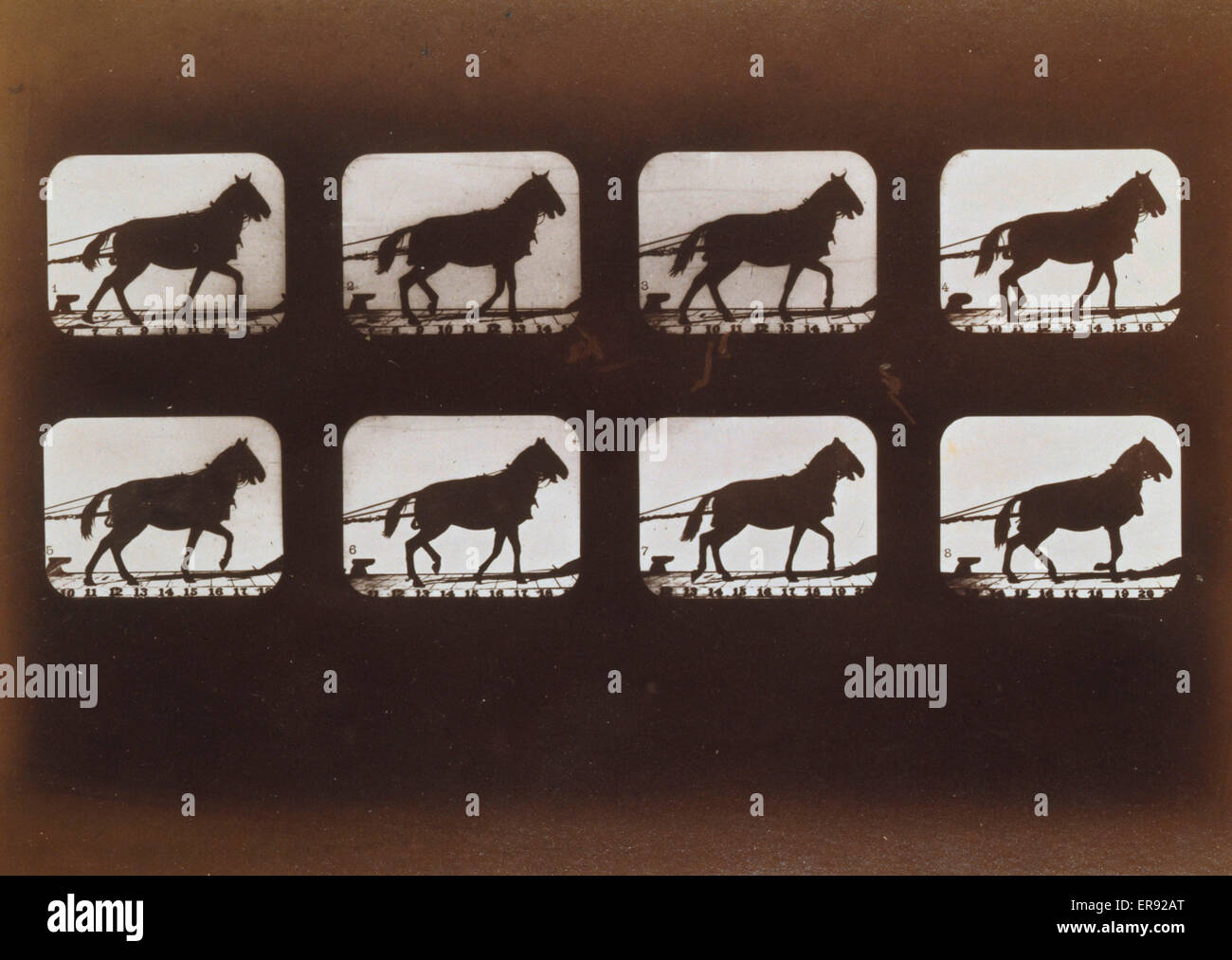 Hauling horse hi-res stock photography and images - Alamy