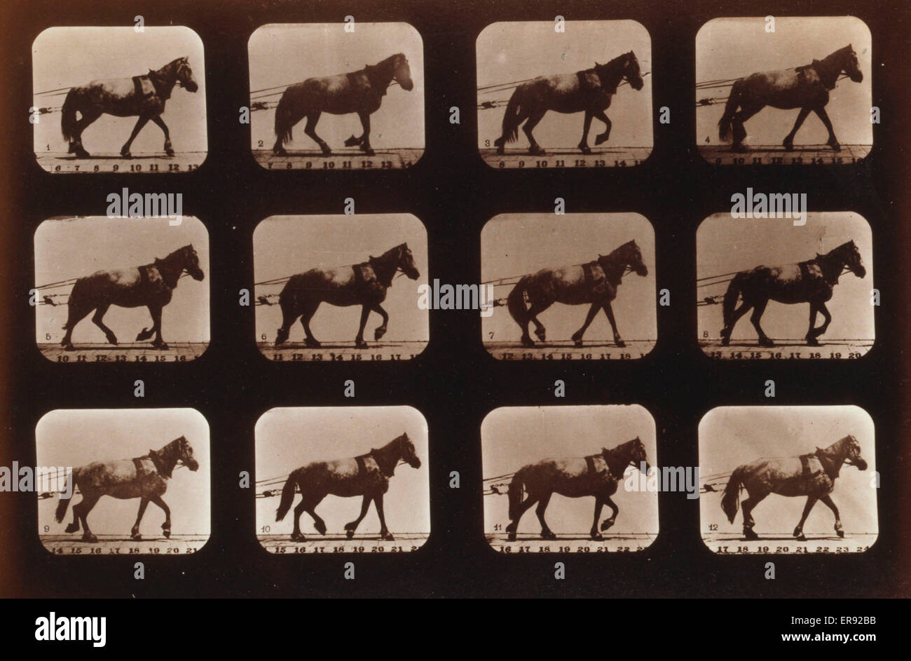 Hauling pulling hi-res stock photography and images - Alamy